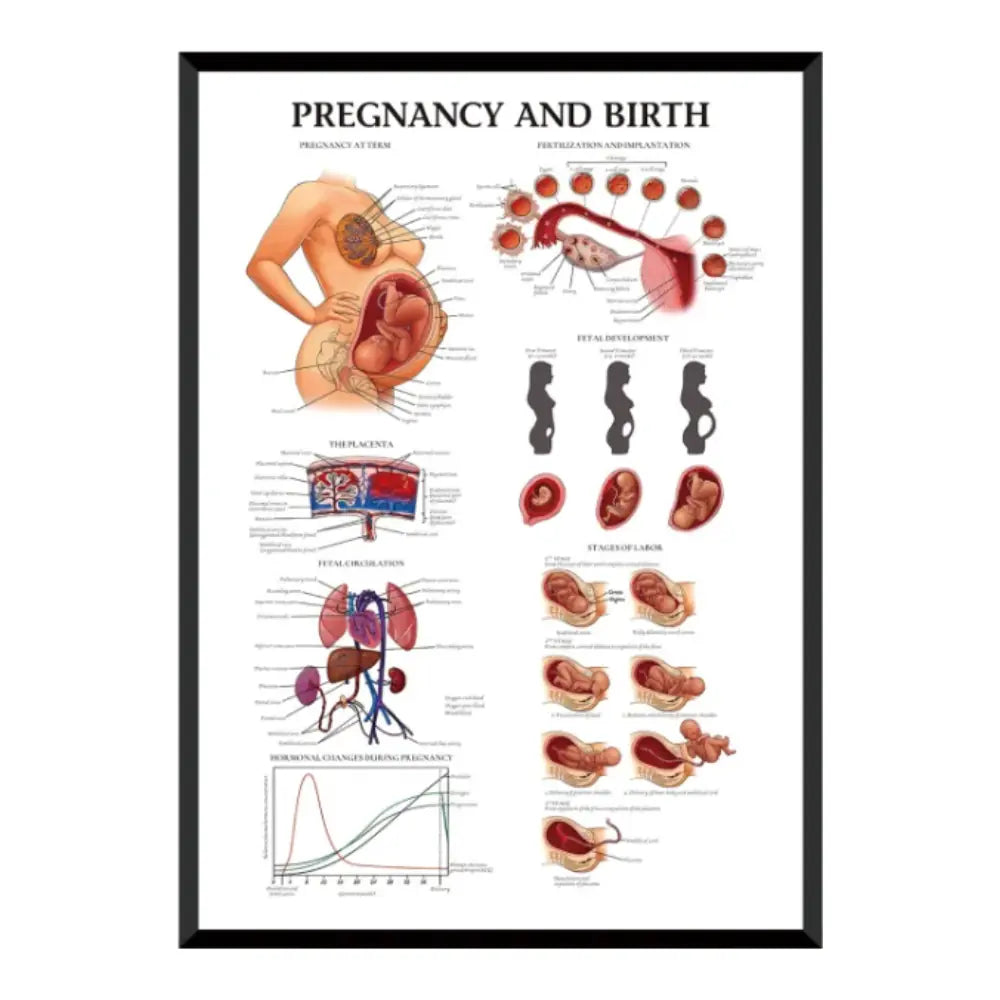 Pregnancy & Birth Medical Educational Anatomy Poster | Medi Cross ...