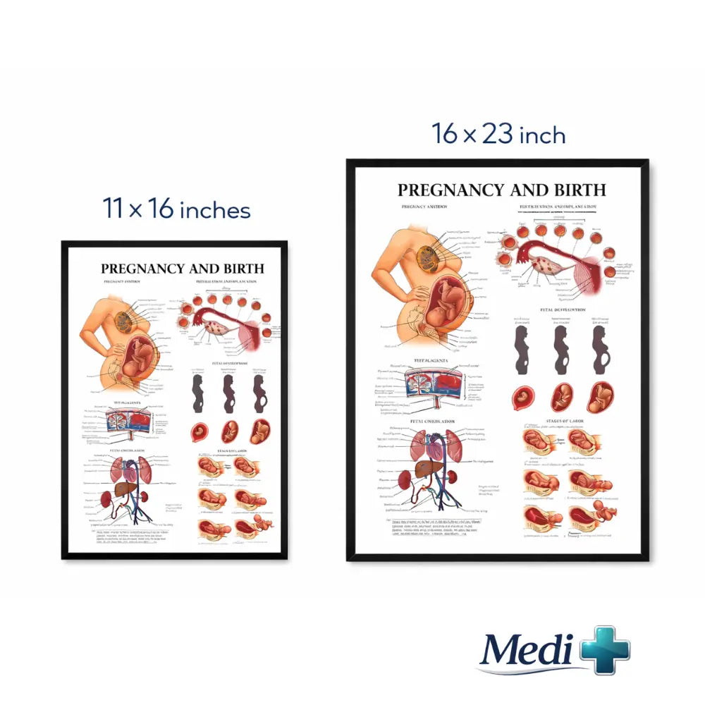 Pregnancy & Birth Medical Educational Anatomy Poster | Medi Cross ...